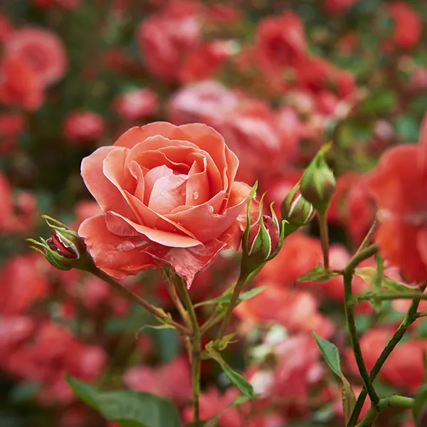 Searles | Summer rose care